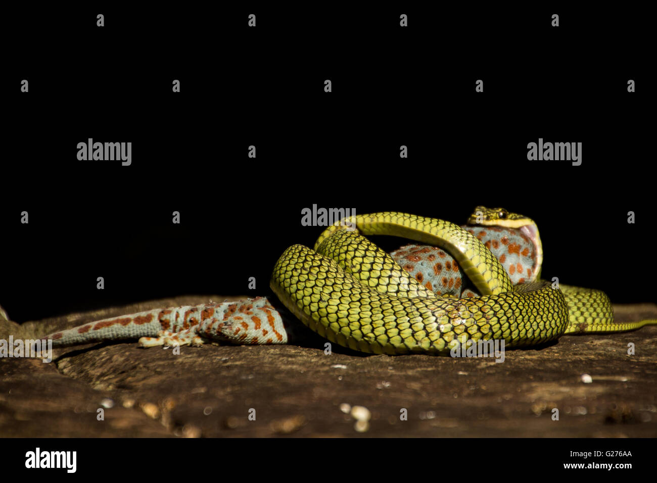 Tree Snake Eating Gecko Stock Photo - Alamy