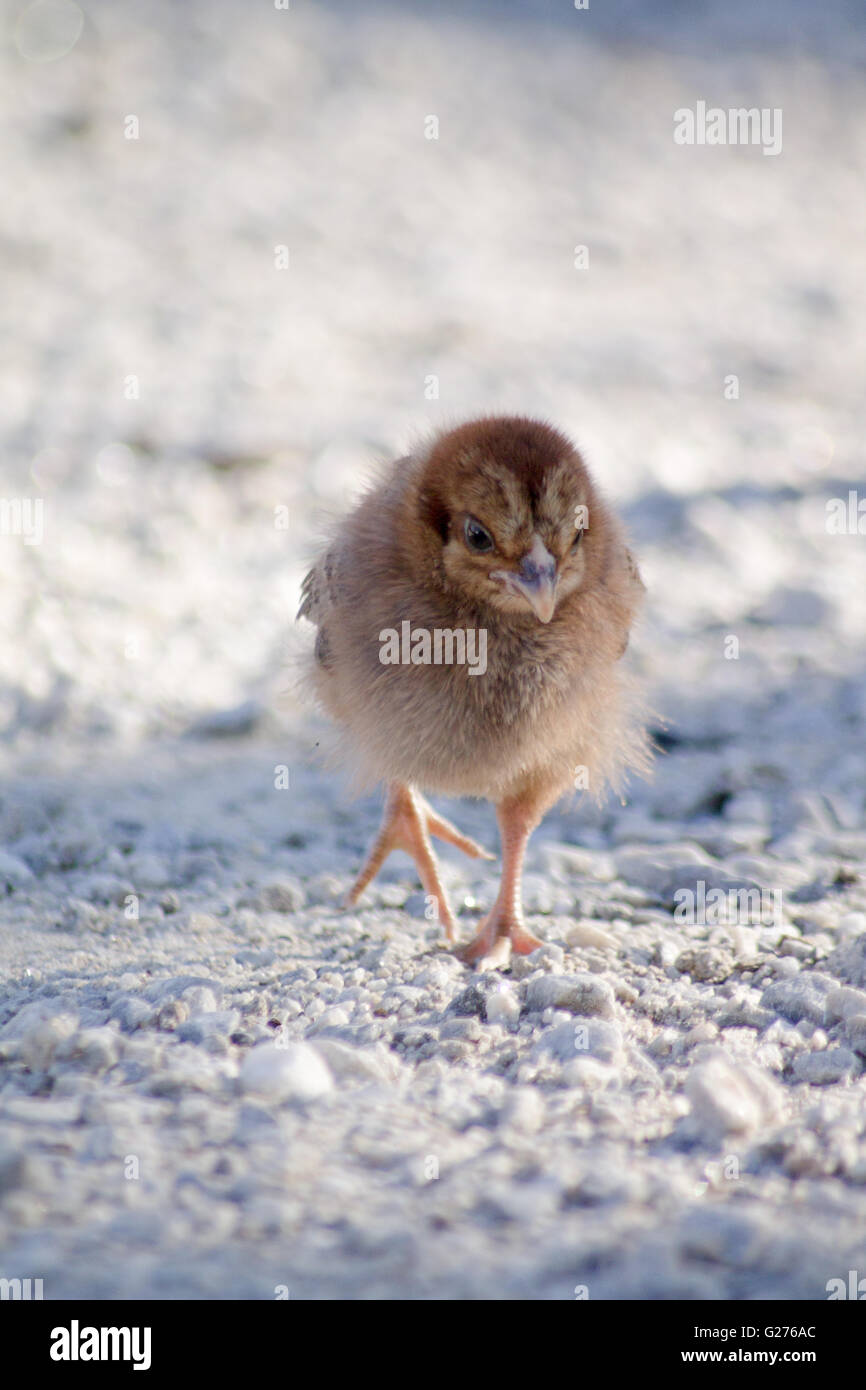 Chicken little hi-res stock photography and images - Alamy