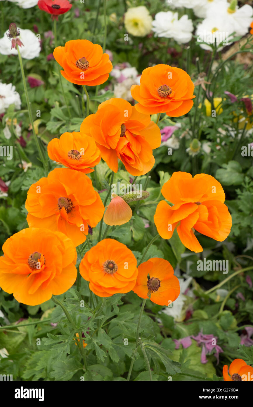 Orange Persian Buttercups ranunculus asiaticus Stock Photo - Alamy