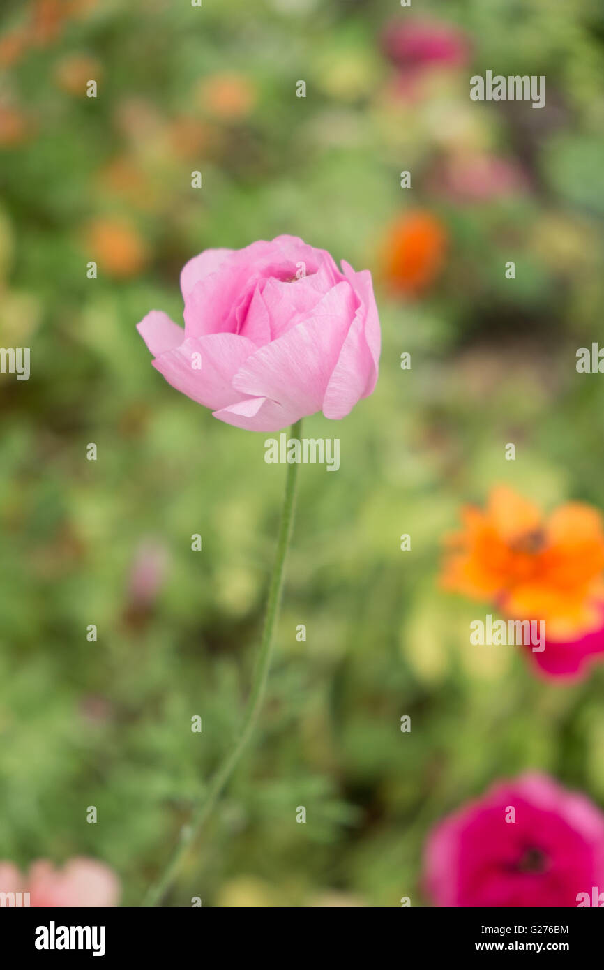 Pink Persian Buttercup ranunculus asiaticus Stock Photo - Alamy