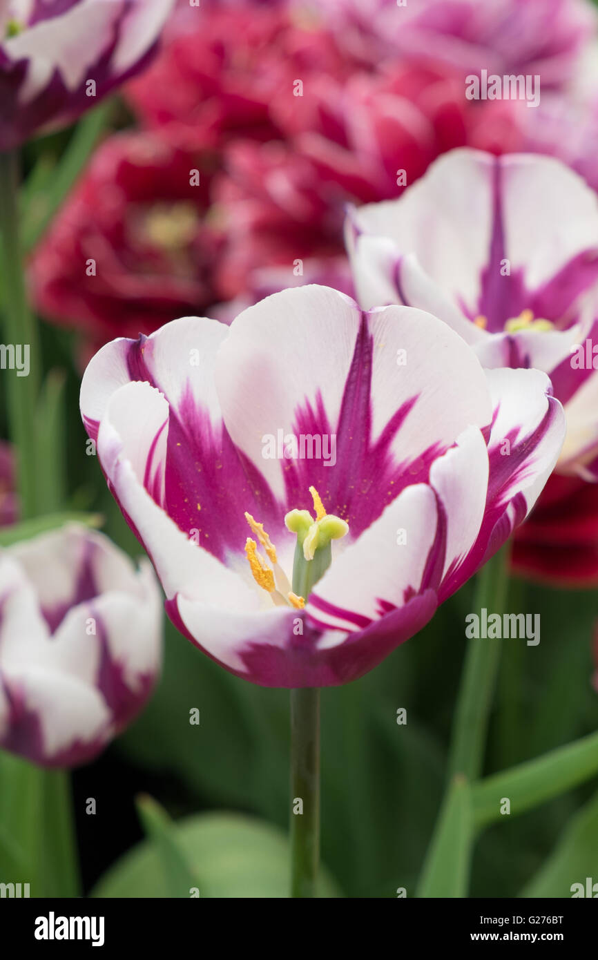 Raspberry ripple tulips tulipa Stock Photo - Alamy