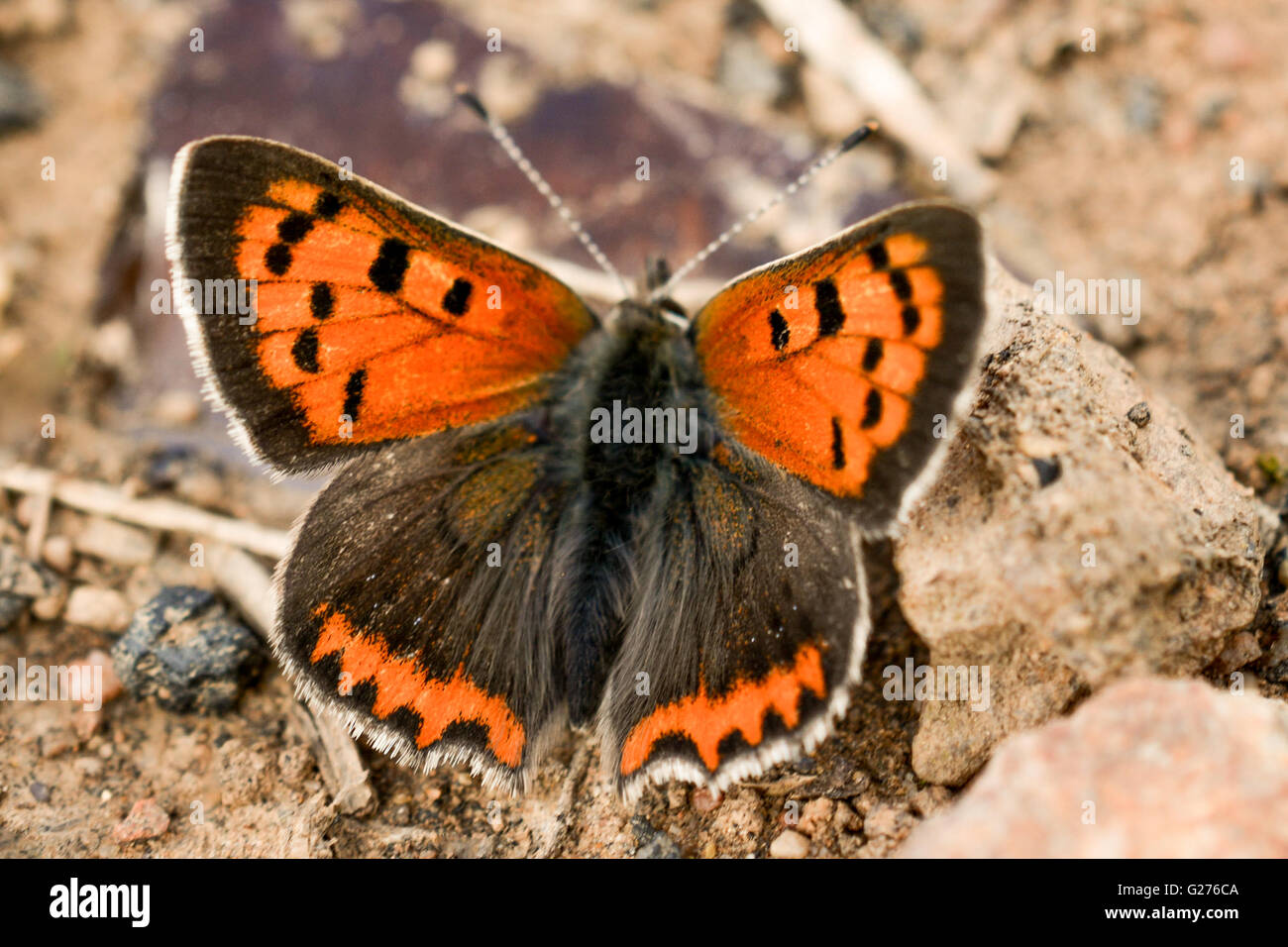 Beautiful butterfly land colorful on flower in nature Stock Photo - Alamy