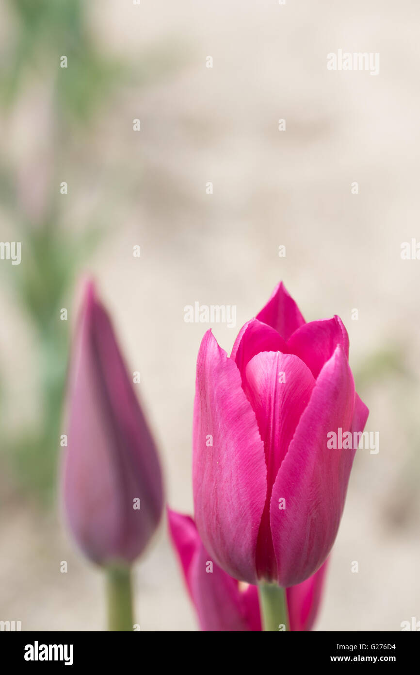 Fresh tulip of pink color in nature in spring time Stock Photo - Alamy