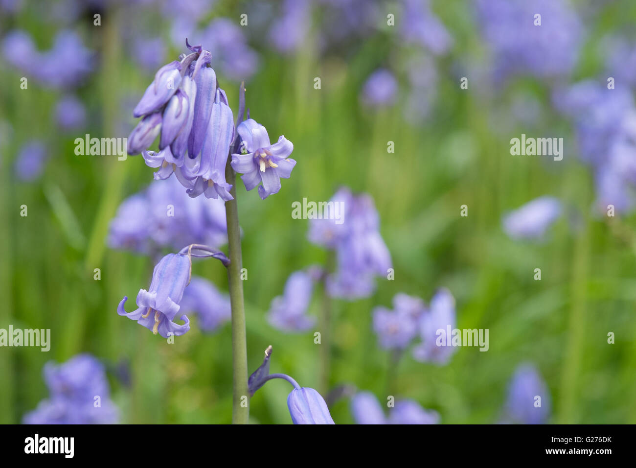 Native english bluebells Stock Photo - Alamy
