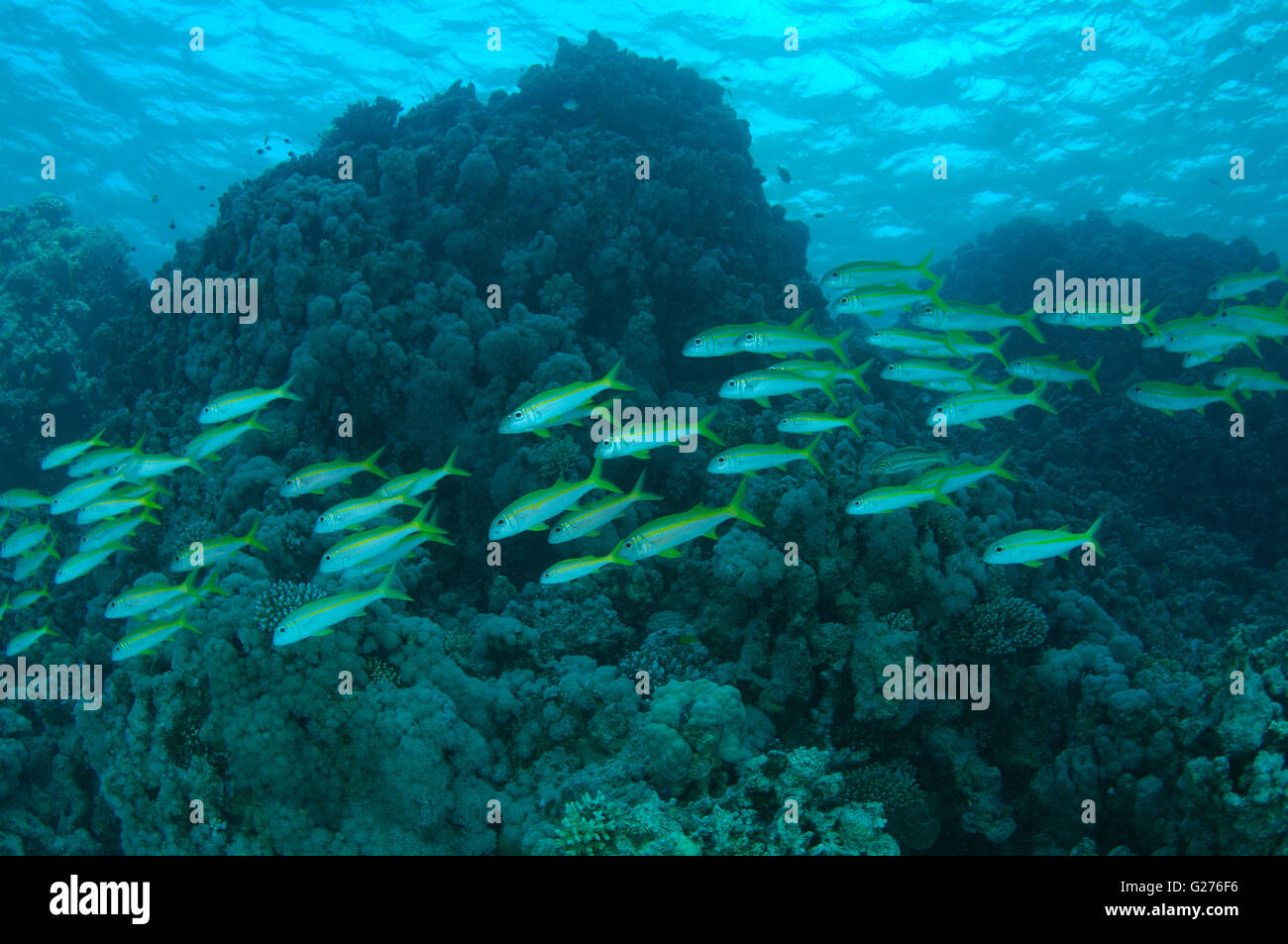 school of fish Yellowfin goatfish, Golden banded goatfish, Non-spotted ...