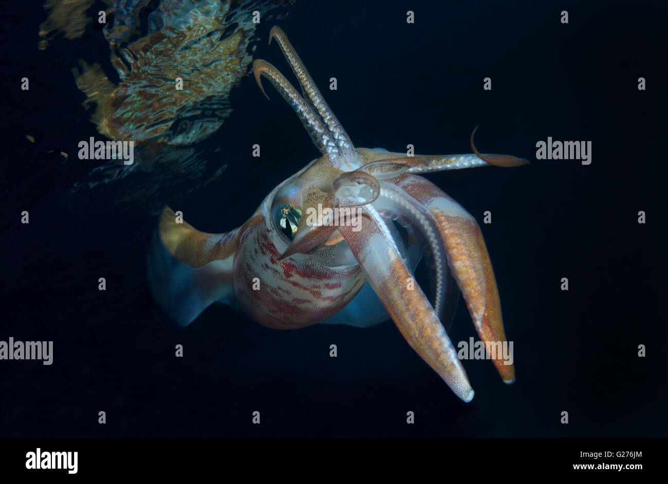 Inshore squid swim in the night. Bigfin reef squid, Inshore squid ...