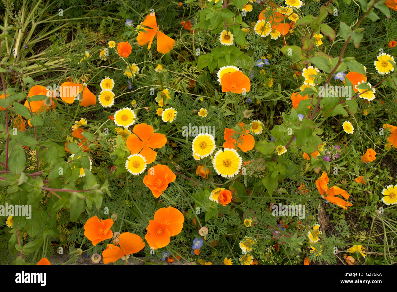 Periwinkle Yellow And Black