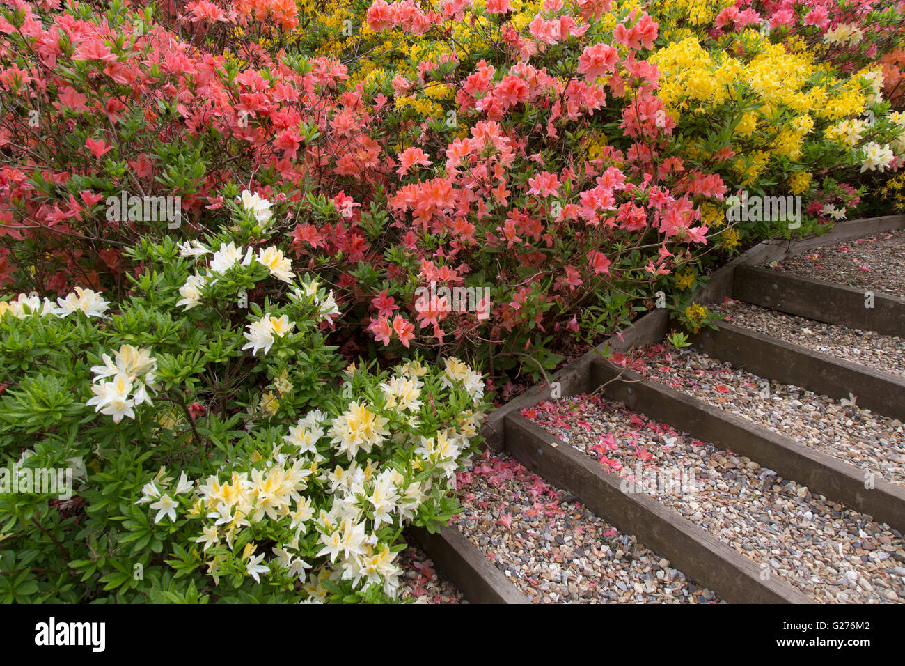 Azaleas in full spring bloom the woodland Garden at Blickling Norfolk ...