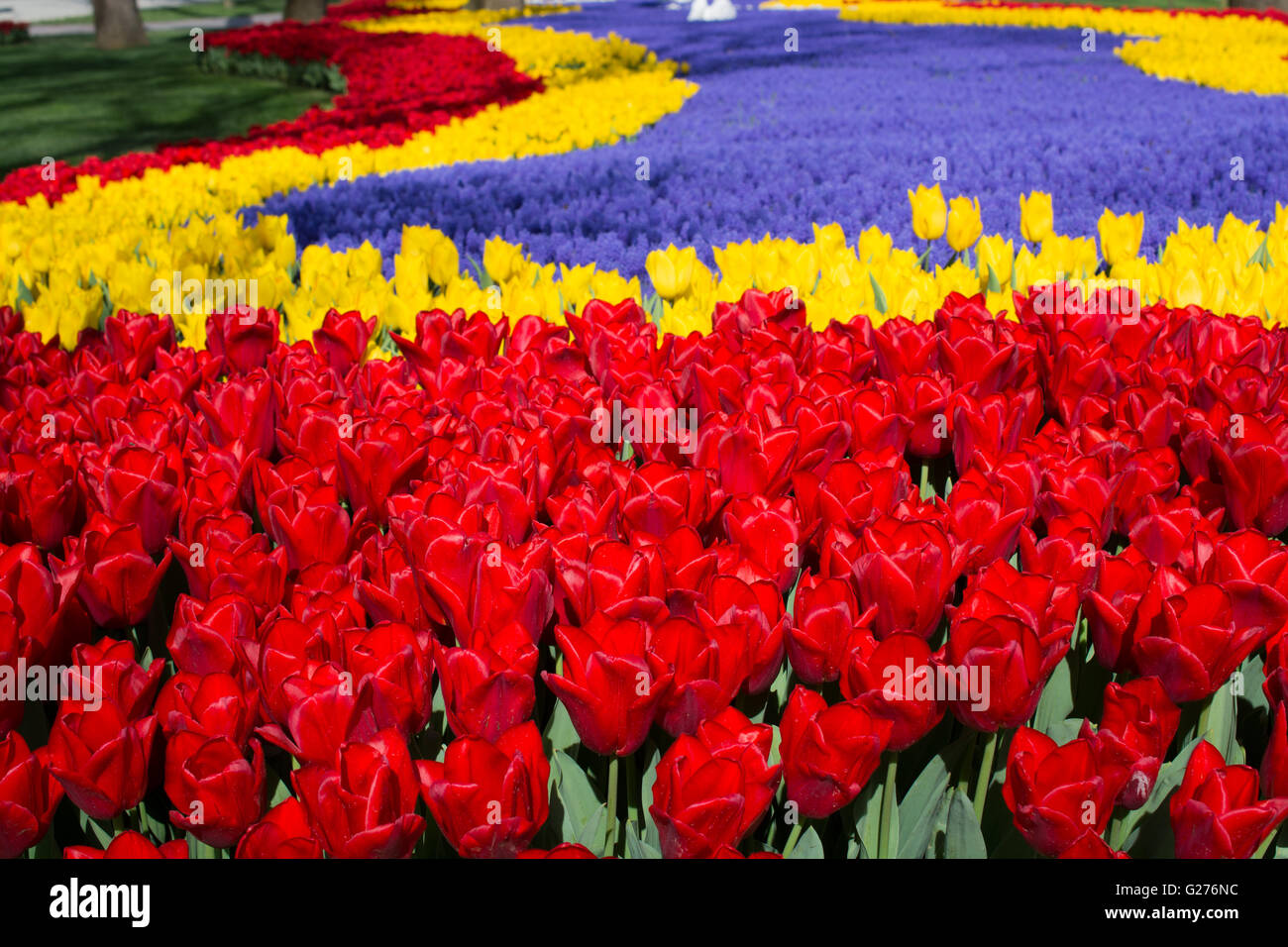 tulips of various colors in nature in spring time Stock Photo - Alamy