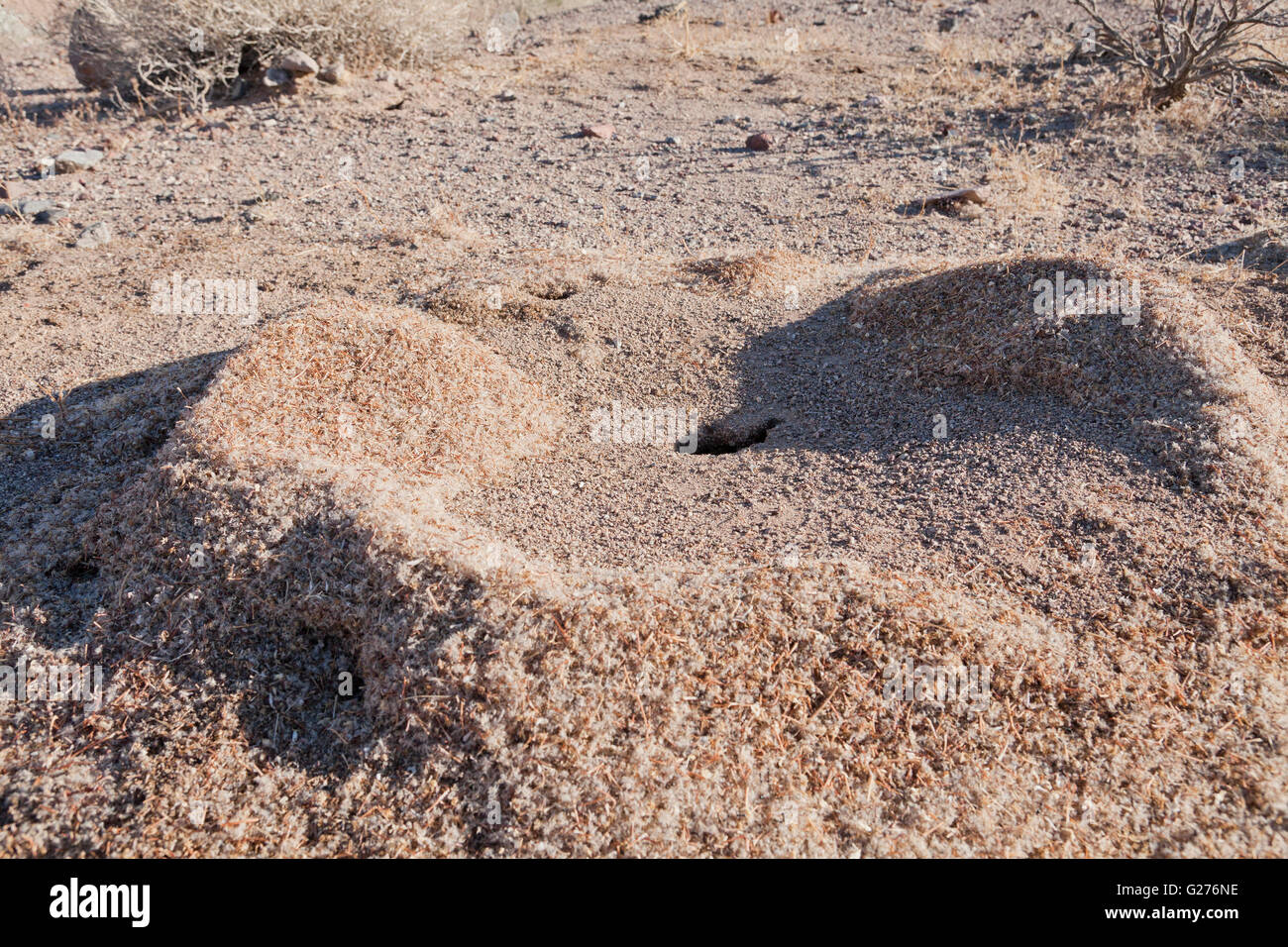 Ant mound hi-res stock photography and images - Alamy