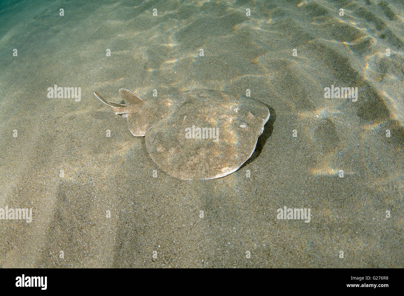 Variable torpedo ray, Marbled electric ray or Gulf torpedo (Torpedo ...