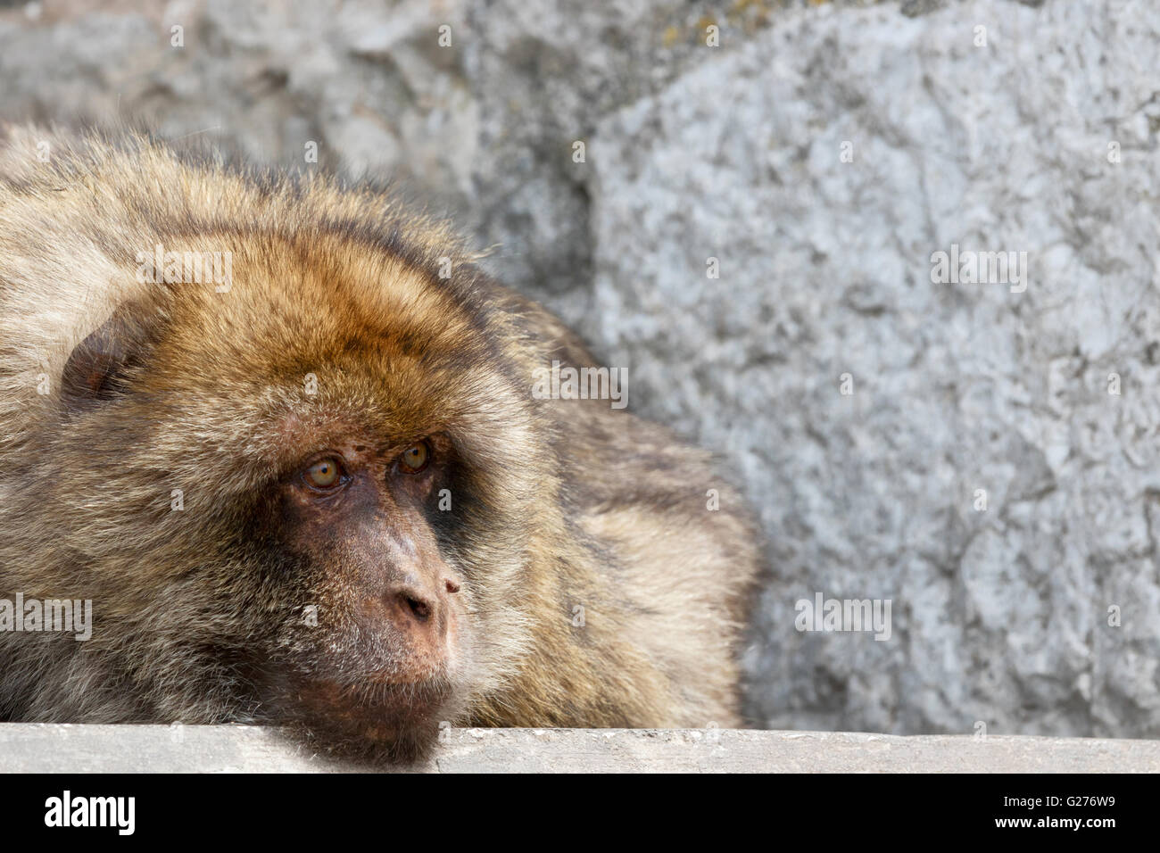Primates head hi-res stock photography and images - Alamy