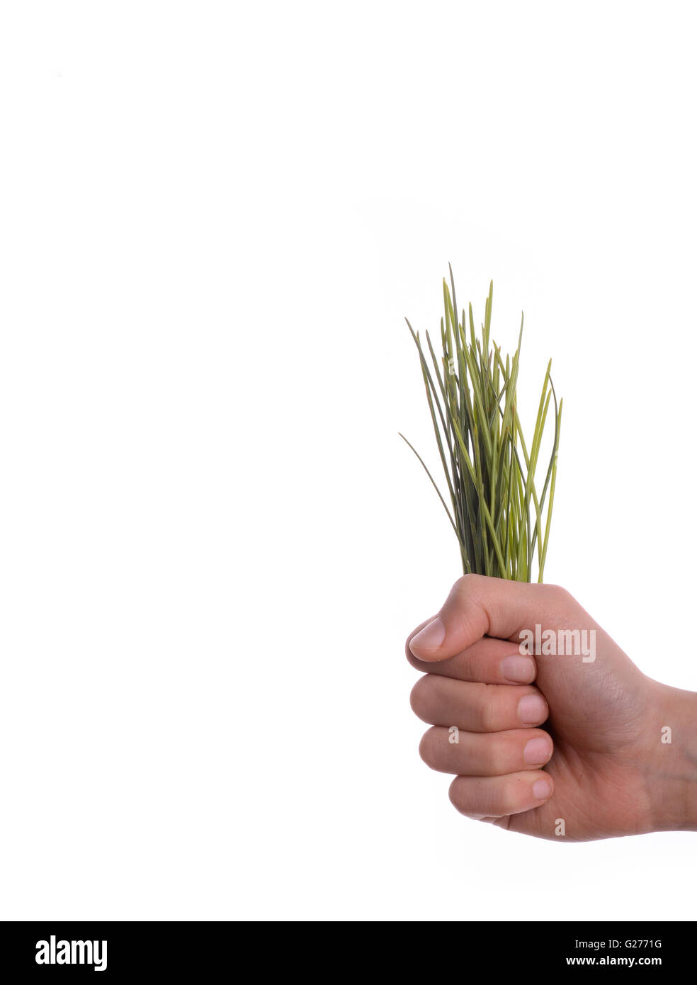 Child holding a bunch of grass in hand on a white background Stock ...
