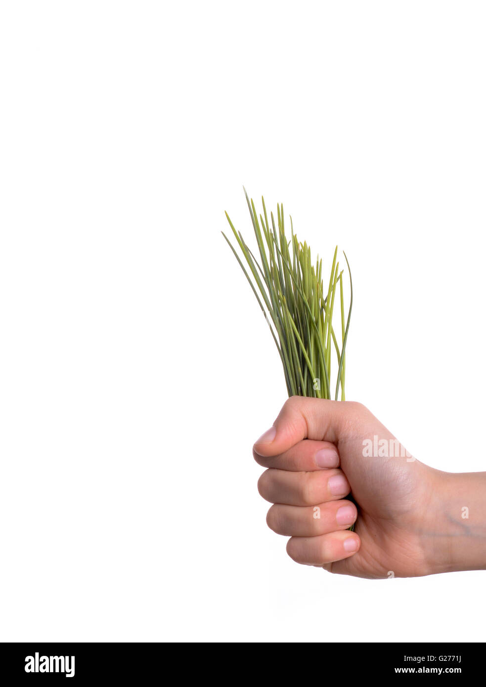 Child holding a bunch of grass in hand on a white background Stock ...