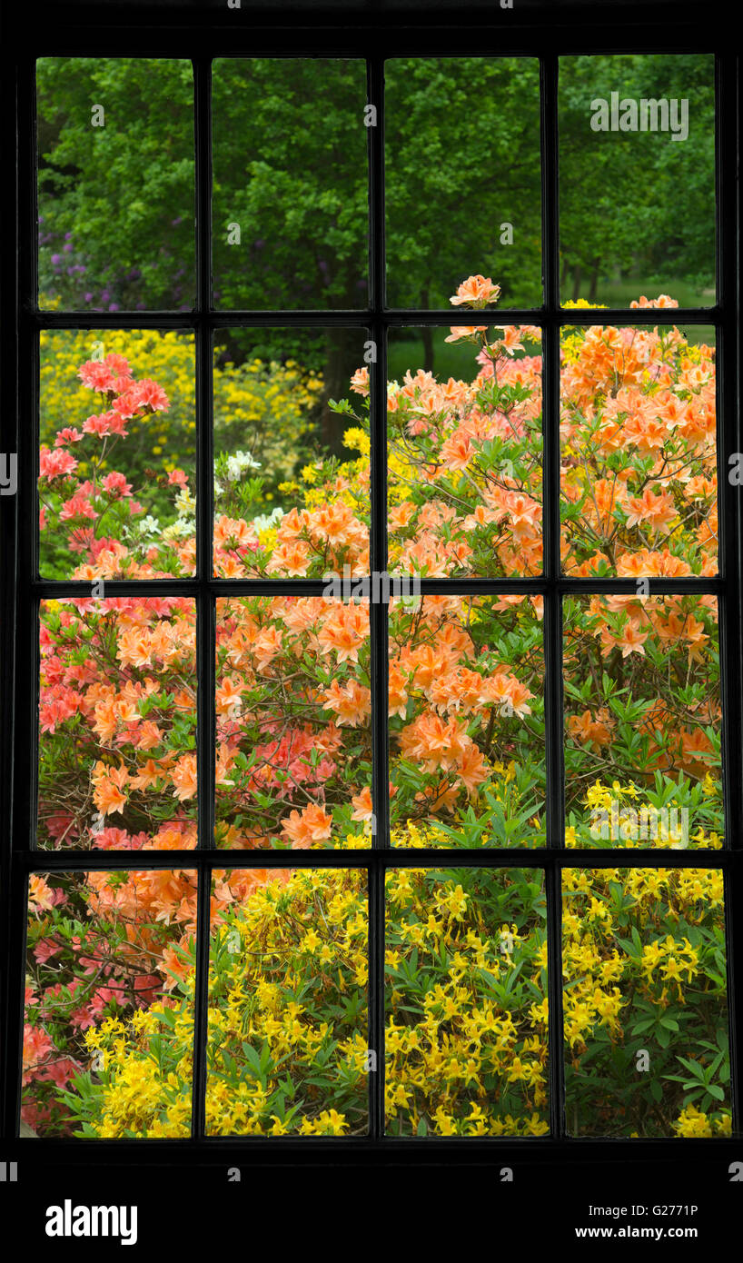 View through window of Azaleas in full spring bloom the woodland Garden ...