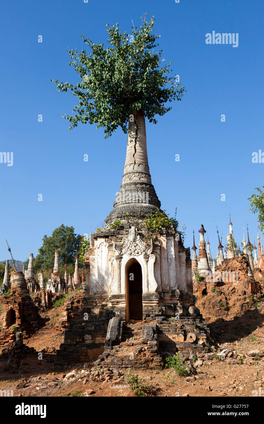 When Nature reasserts itself at Inthein, near the Inle Lake (Myanmar ...