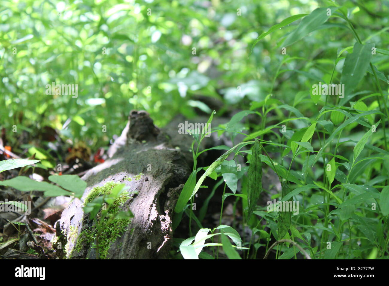 A log laying in tall grass on a sunny day Stock Photo - Alamy