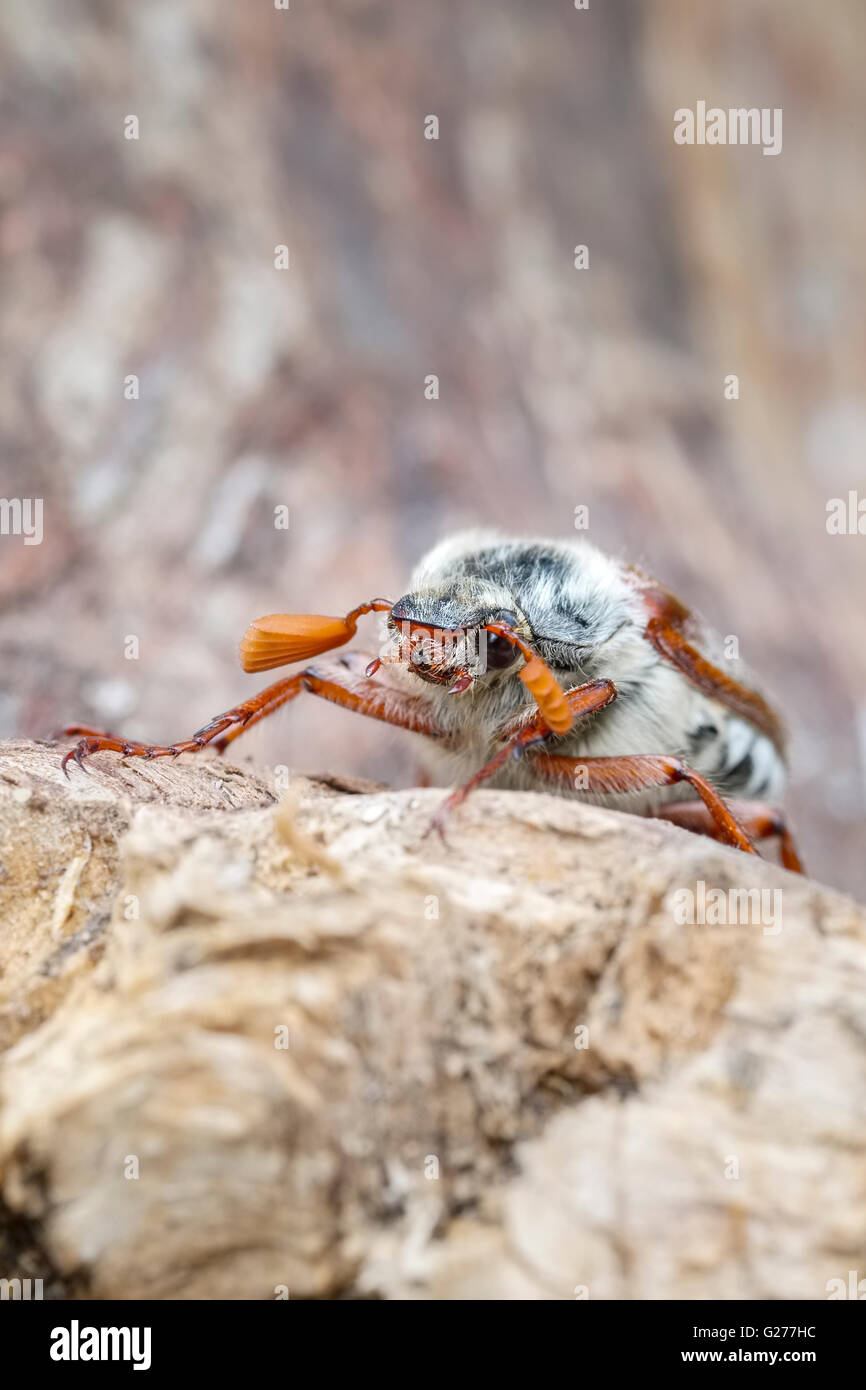 Cockchafer or May Bug on wood - Melolontha melolontha Stock Photo - Alamy