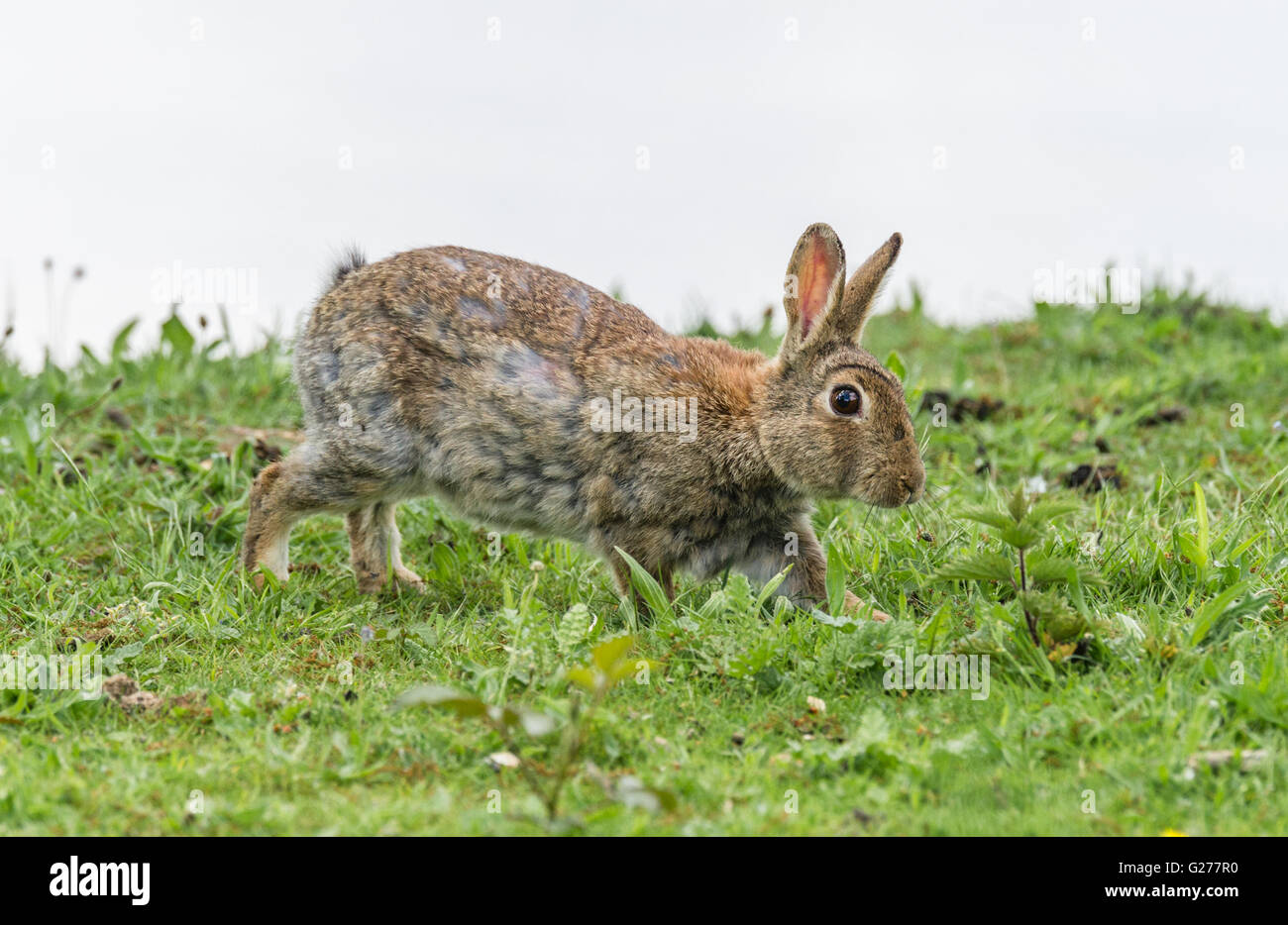 Rabbit oryctolagus cuniculus running through hi-res stock photography ...