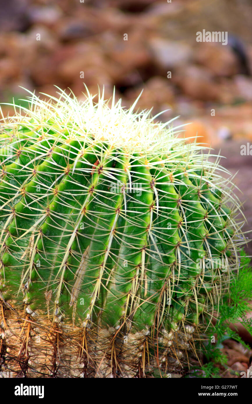 Barrel Cactus in a Rock Garden Stock Photo - Alamy