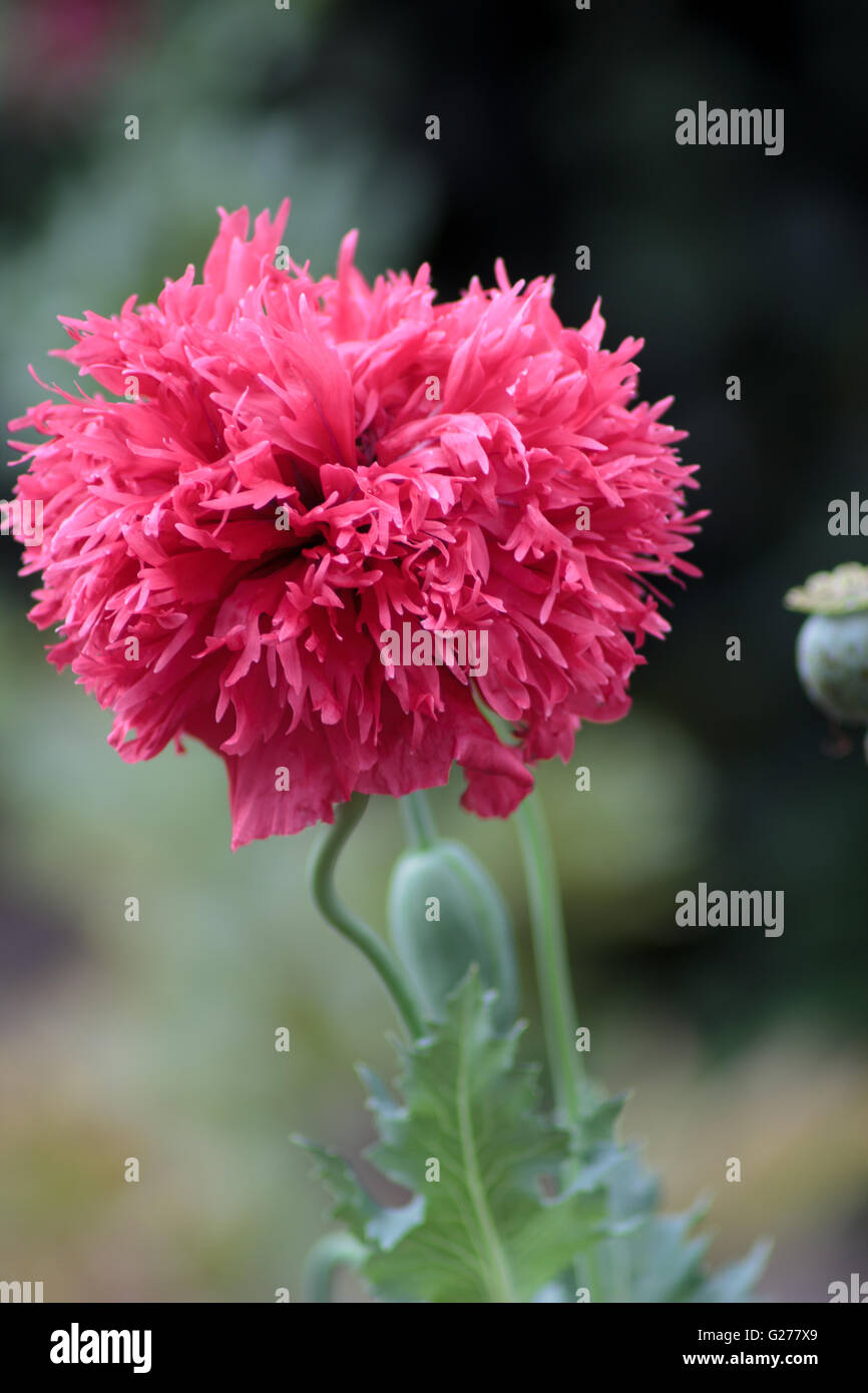 Pink European Peony Stock Photo - Alamy