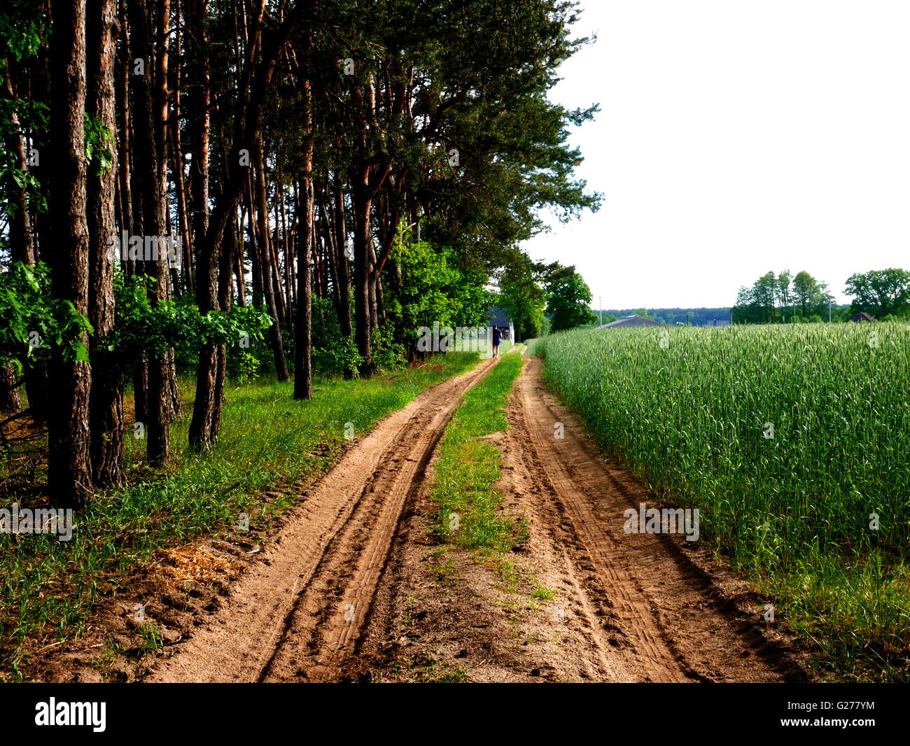 Road between yellow green field hi-res stock photography and images - Alamy
