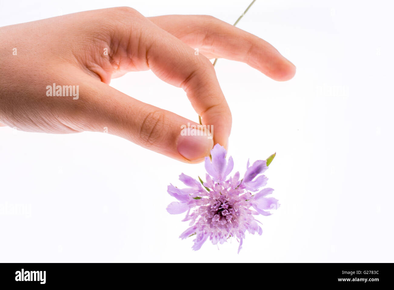 Hand holding A Purple Flower on a white background Stock Photo - Alamy