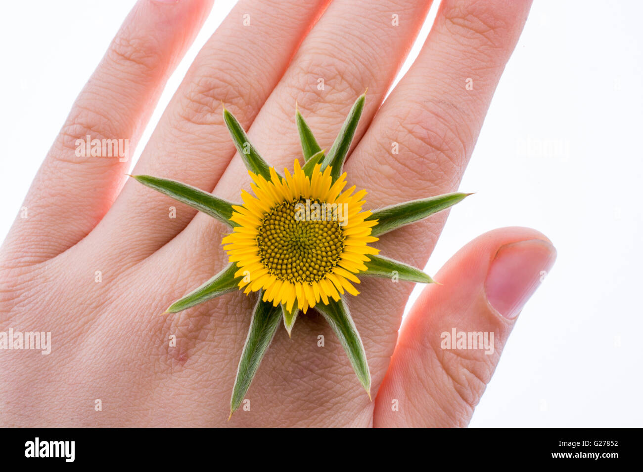 Hand holding yellow sunflower on a white background Stock Photo - Alamy