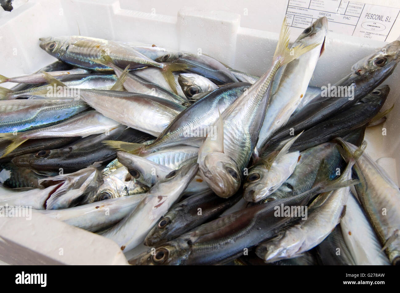 fresh fish fishes fishing mackerel stiff mackerels box Mediterranean ...