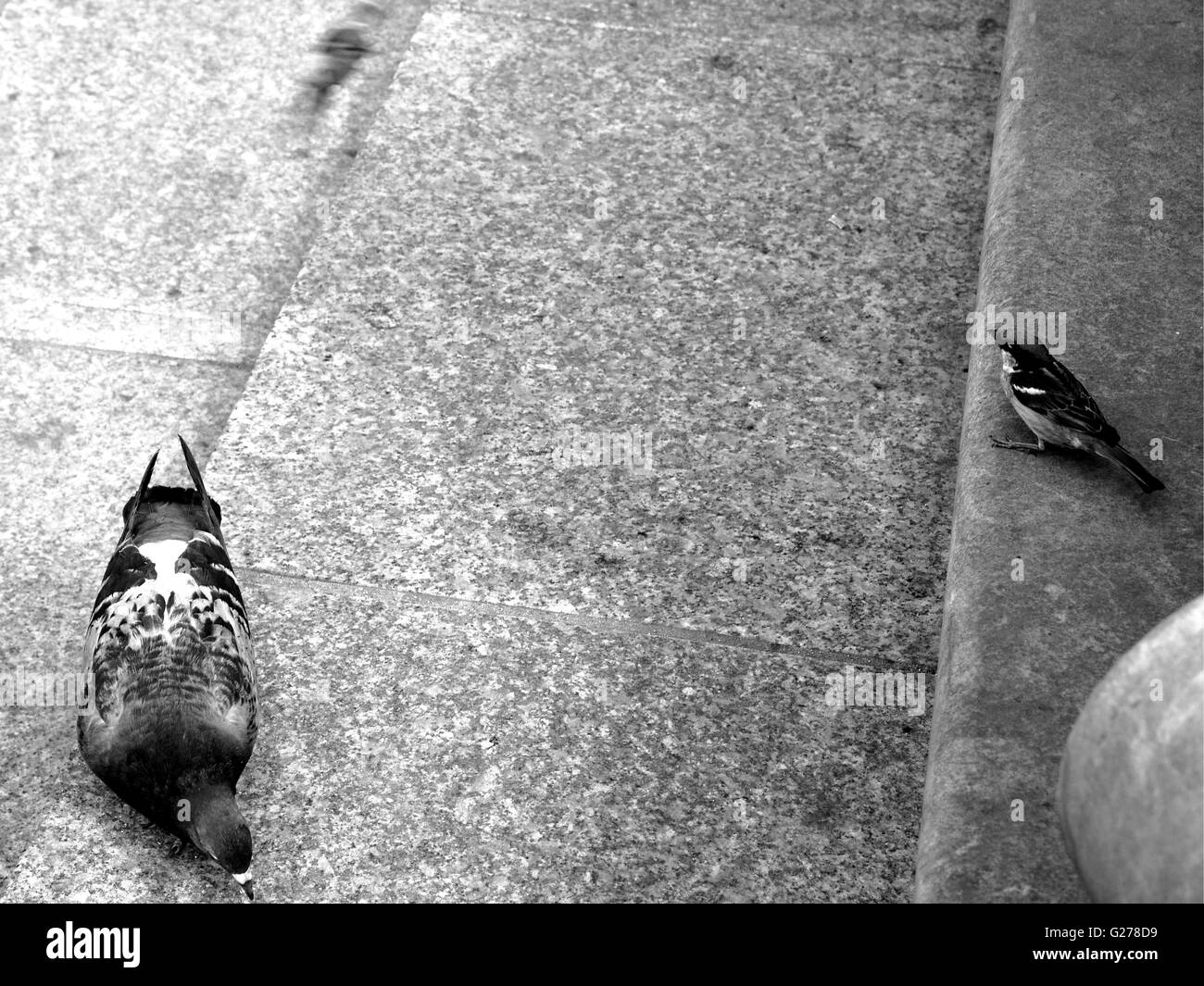 Old birds hi-res stock photography and images - Alamy