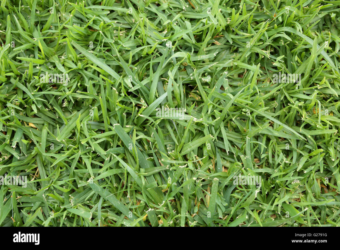 Natural grass flooring intense color Stock Photo - Alamy