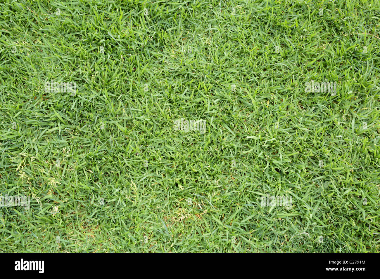 Natural grass flooring intense color Stock Photo - Alamy