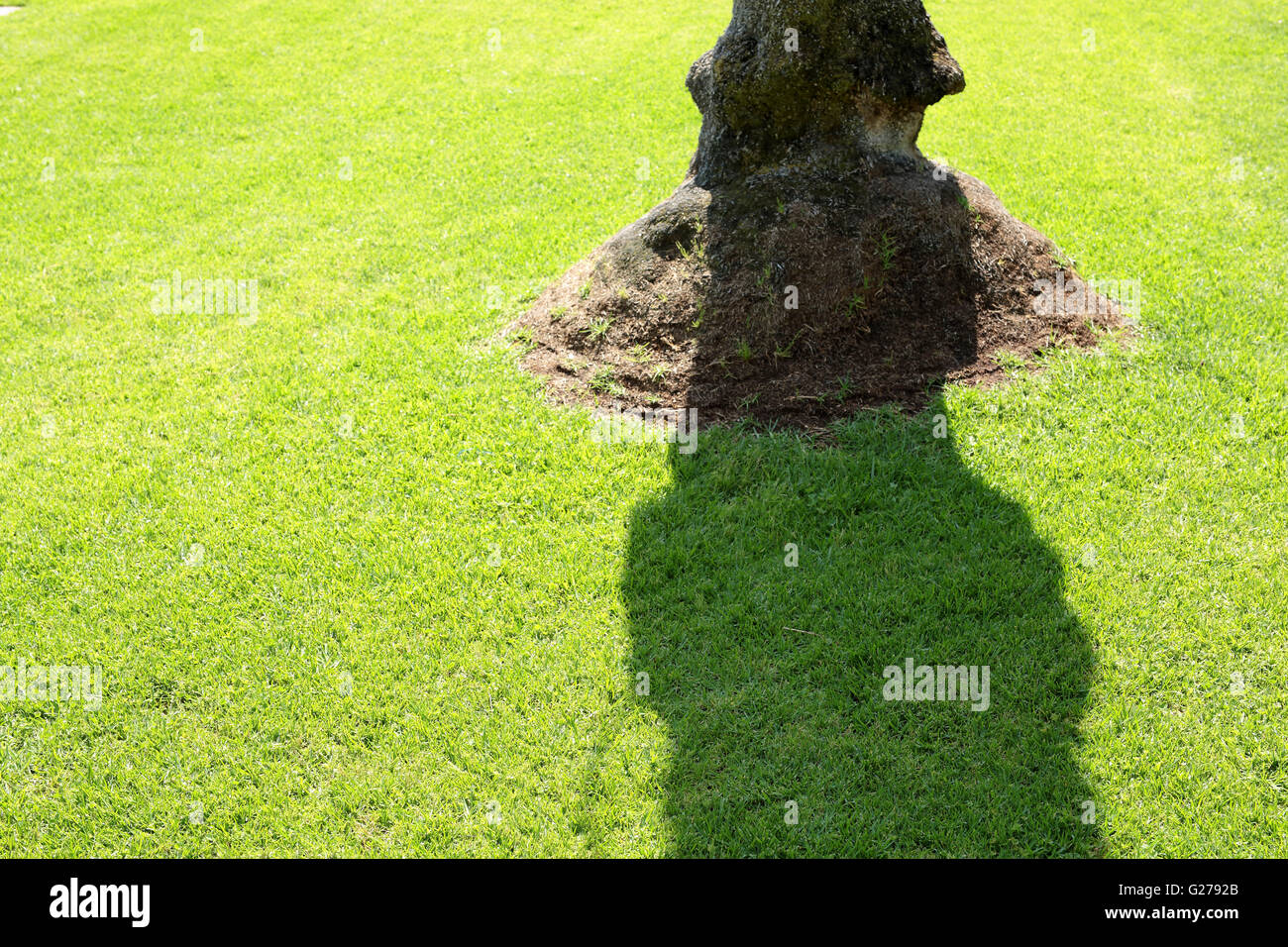 Natural grass flooring intense color Stock Photo - Alamy