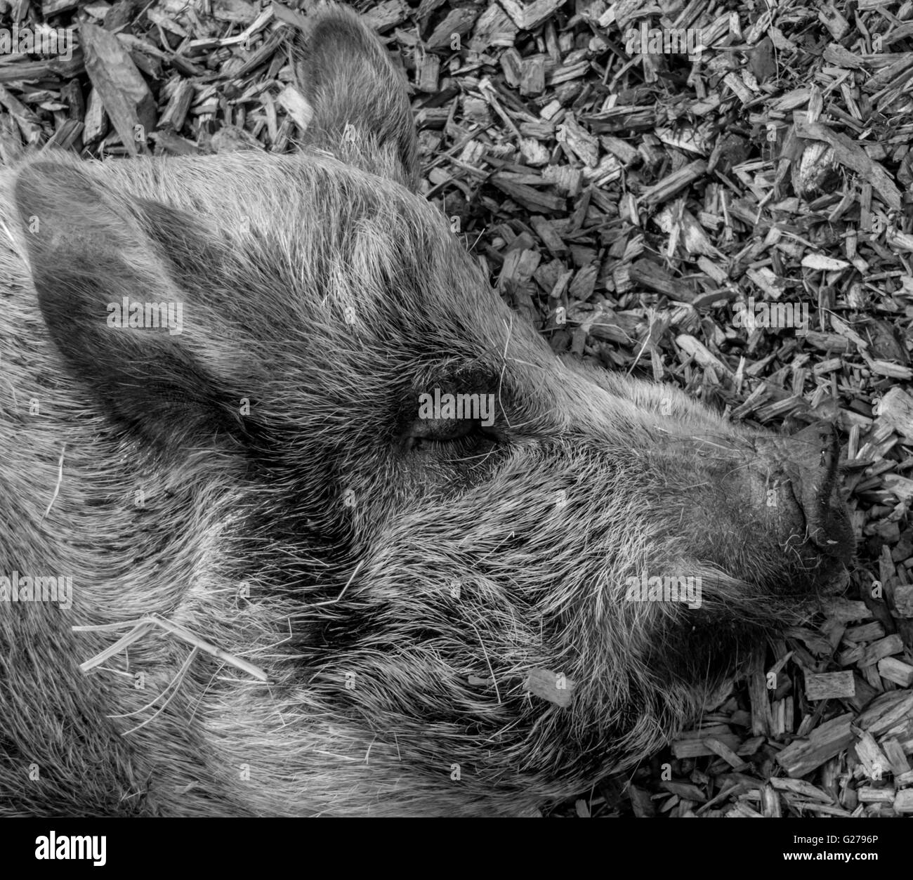 Pig nap Black and White Stock Photos & Images - Alamy