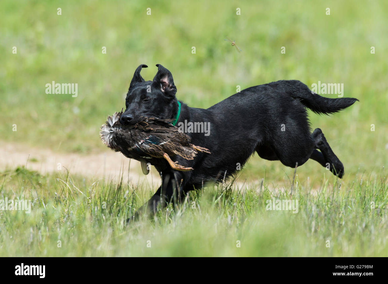 A Black Labrador Retriever out training Stock Photo - Alamy