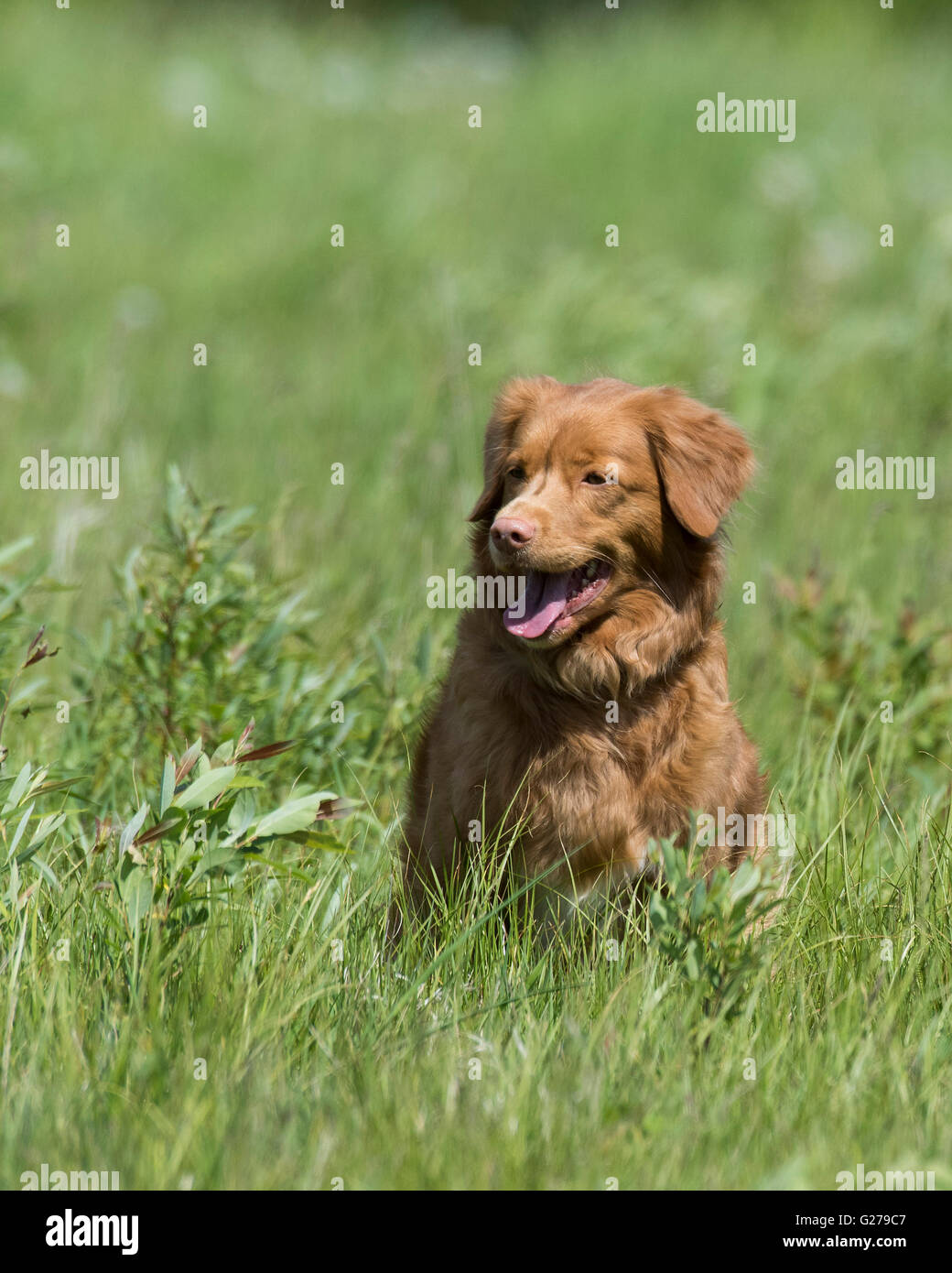 Nova Scotia Tolling Retriever Stock Photo - Alamy