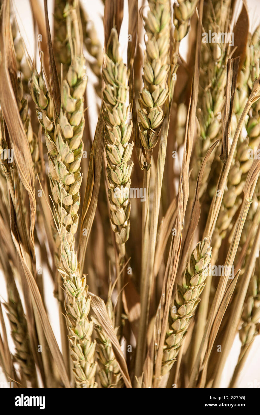 Dried white wheat hi-res stock photography and images - Alamy
