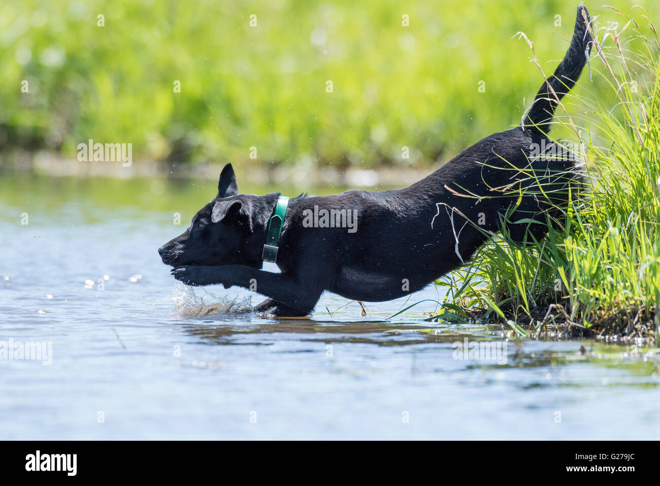 A Black Labrador Retriever out training Stock Photo - Alamy