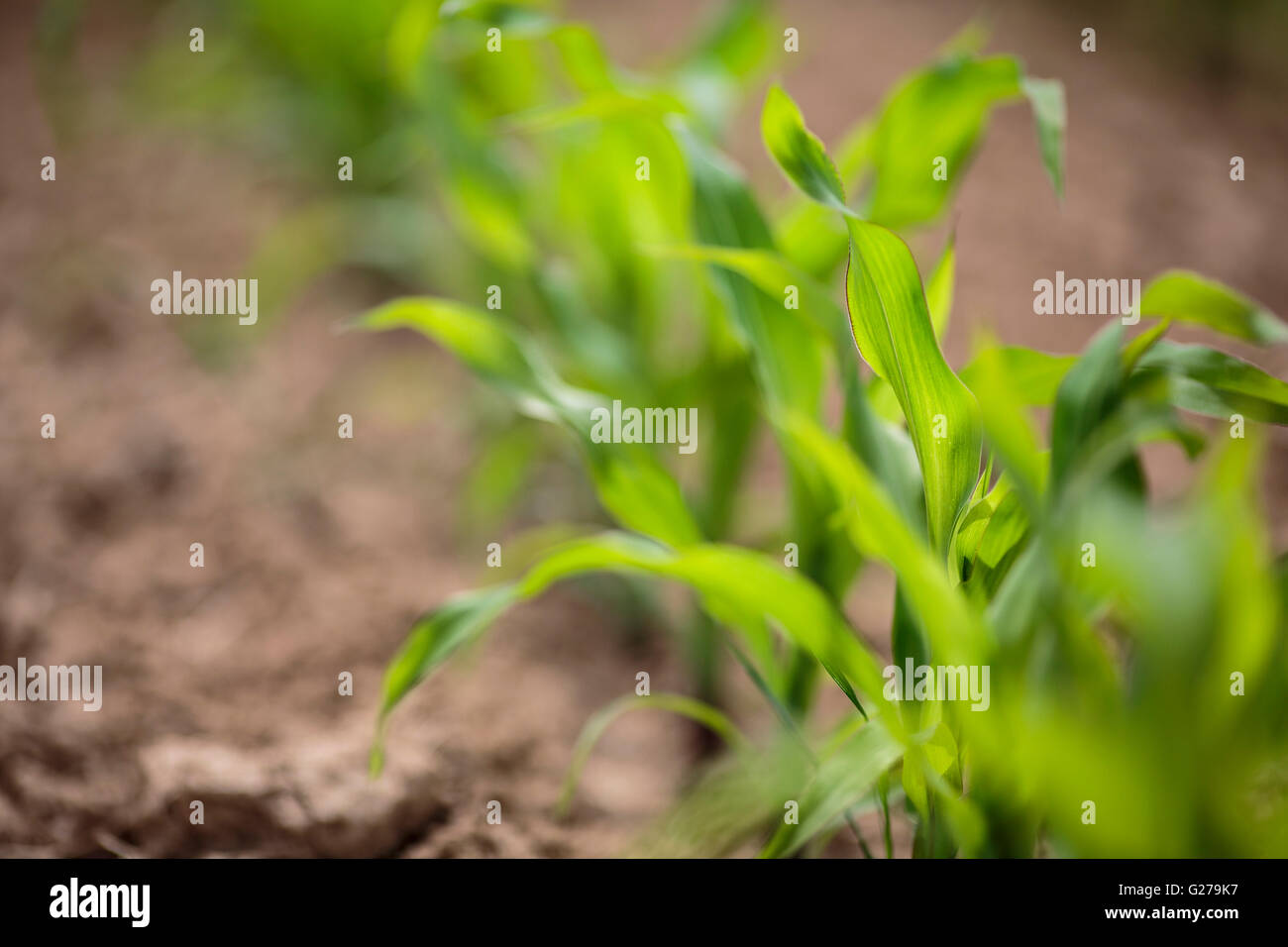 Field with Freshly sprouted Corn Plants in Spring Stock Photo - Alamy