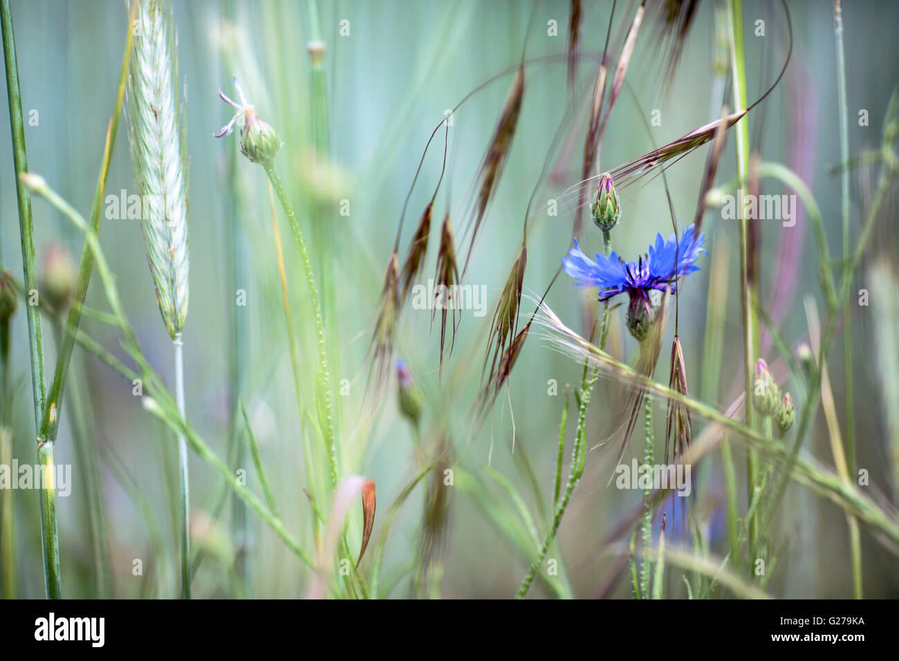 Bright Blue Corn Flowers on the Field in Summer at a Sunny Day Stock ...