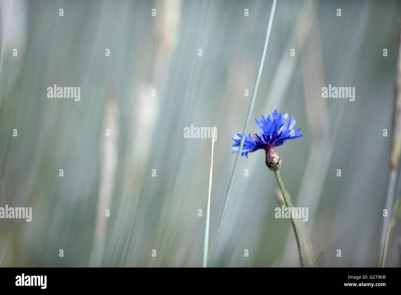 Bright Blue Corn Flowers on the Field in Summer at a Sunny Day Stock ...