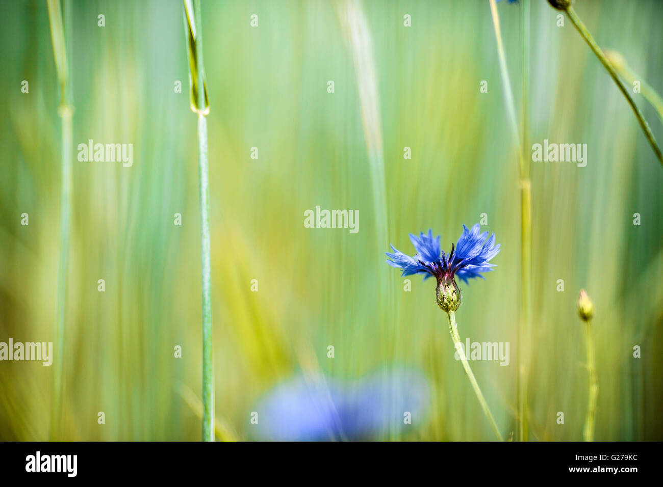 Bright Blue Corn Flowers on the Field in Summer at a Sunny Day Stock ...