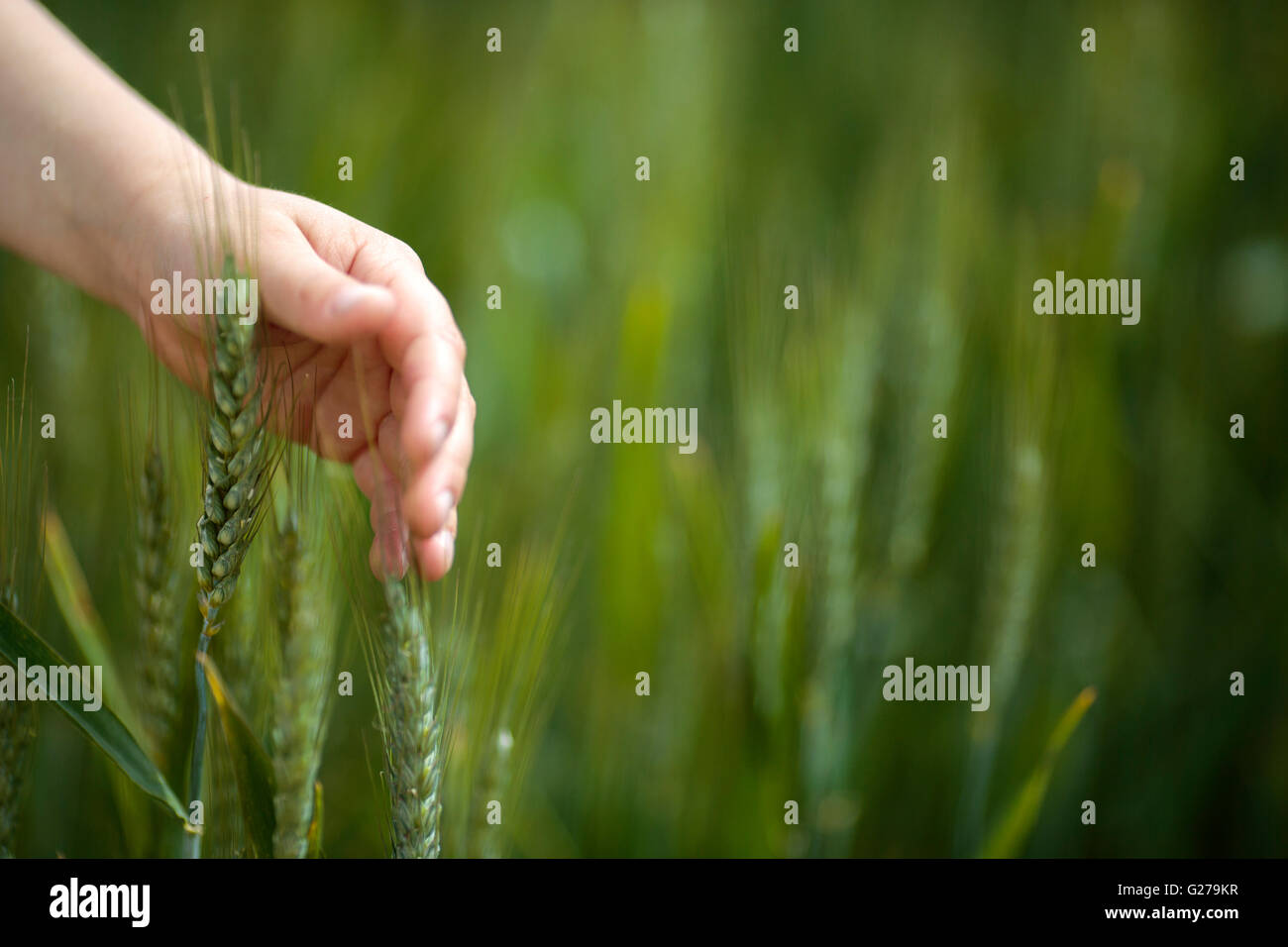 Child Hand touching Wheat Plant on the Field in Spring Stock Photo - Alamy