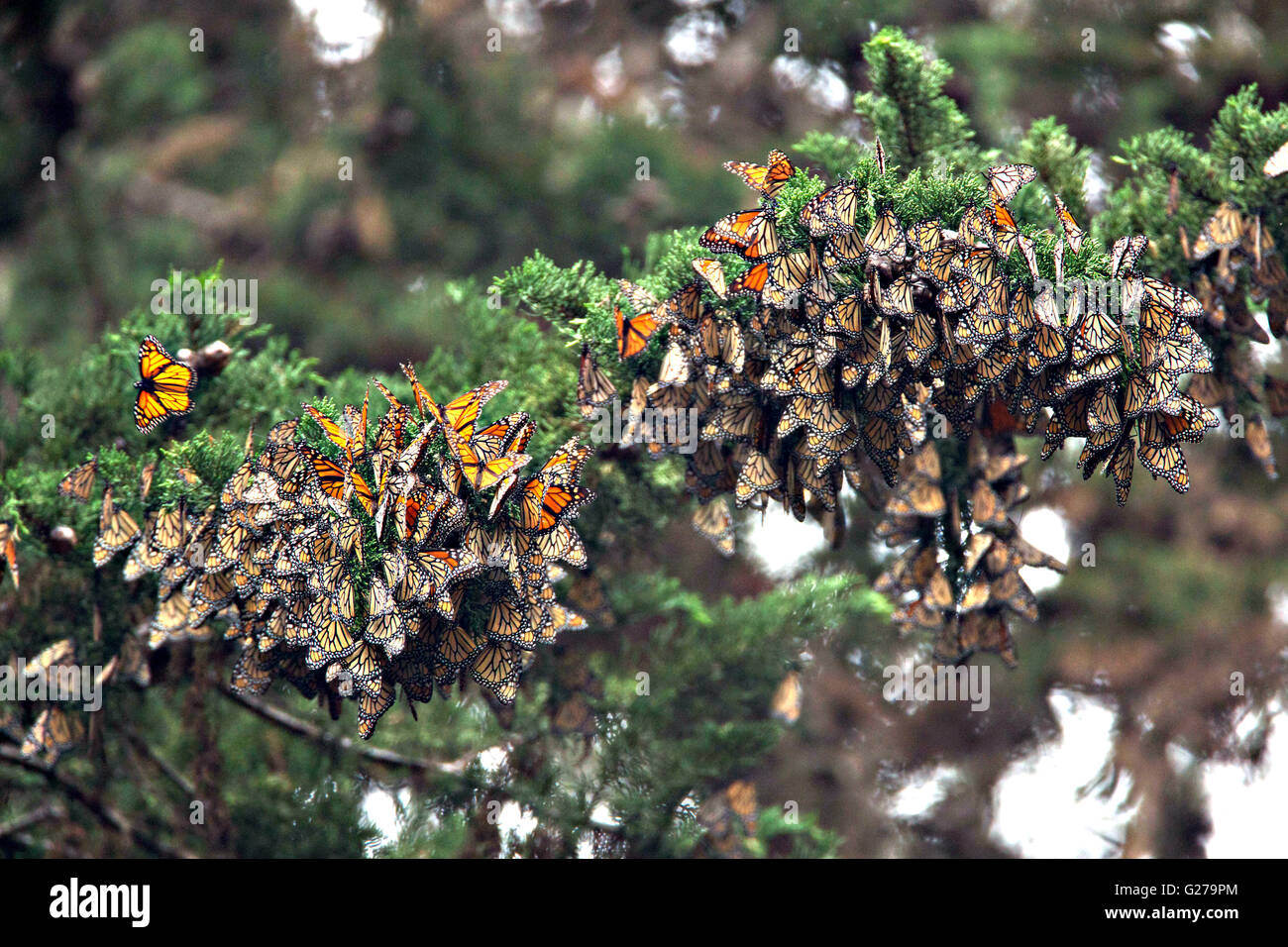 Monarch butterfly population overwintering in Pismo Beach, California ...