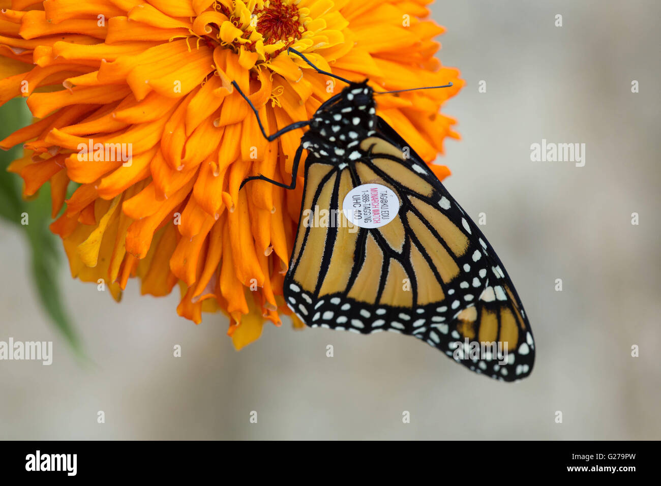 Butterfly migration tracking hi-res stock photography and images - Alamy