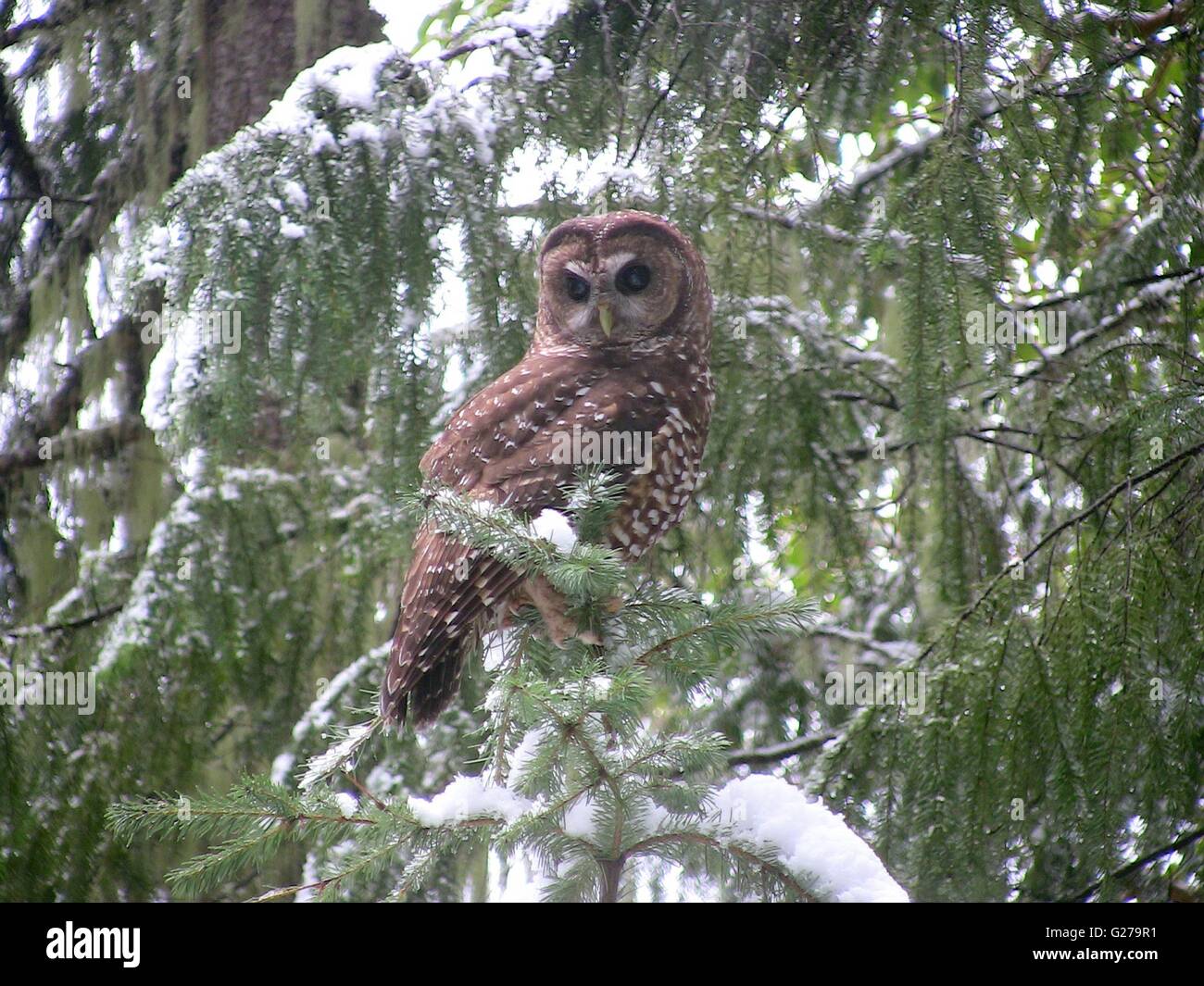 Endangered northern spotted owl in hi-res stock photography and images ...