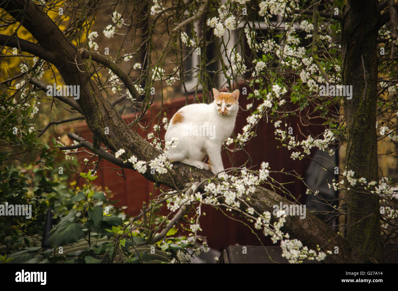 Cat in spring in Tottenham, North London, UK Stock Photo - Alamy