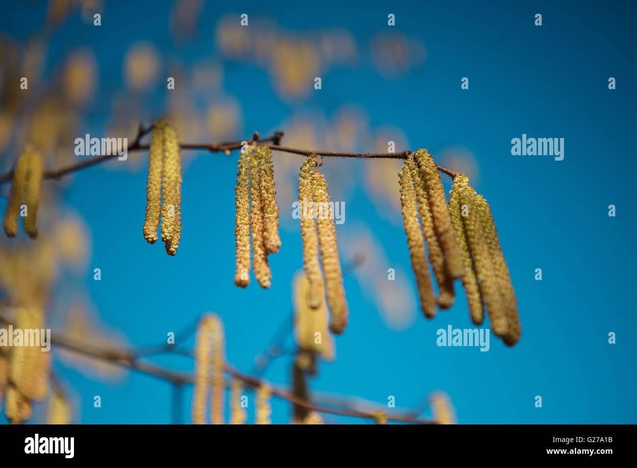 Catkins on Hazel Bush in early Spring Stock Photo - Alamy