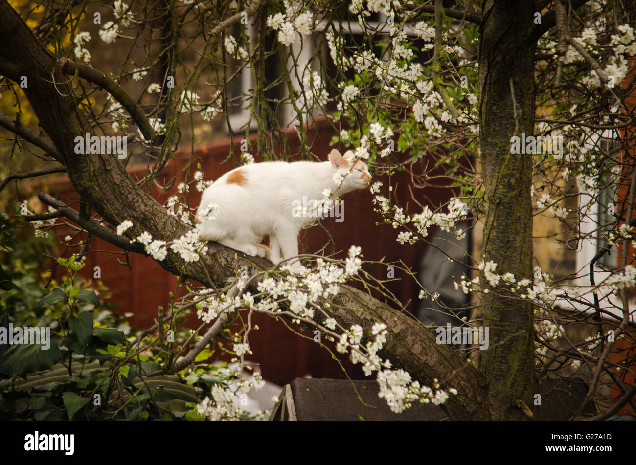Cat with spring flowers hi-res stock photography and images - Alamy