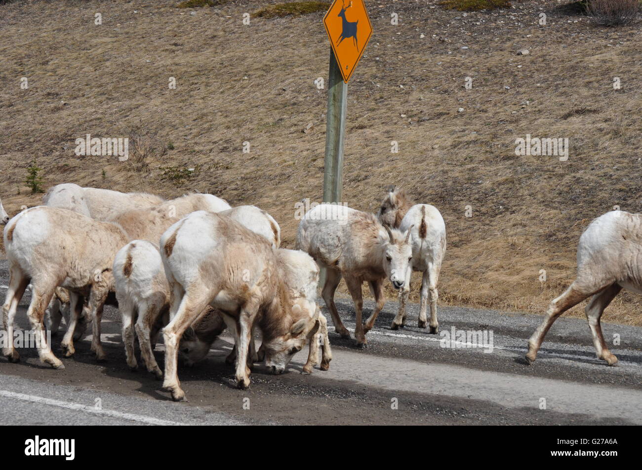 Goats road hi-res stock photography and images - Alamy